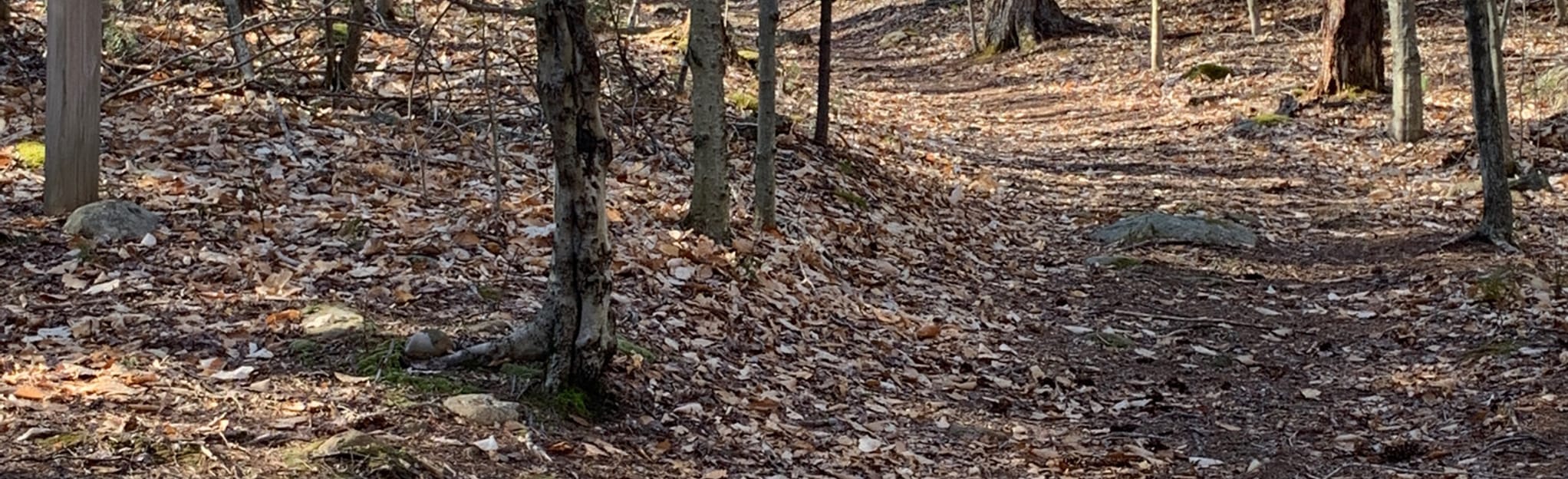 Dyken Pond Old Road Trail: 0 Reviews, Map - New York | AllTrails