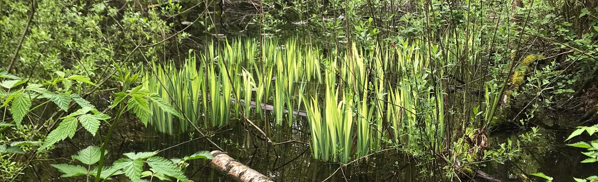 Hillkeep Regional Park Loop , British Columbia, Canada - 111 Reviews ...