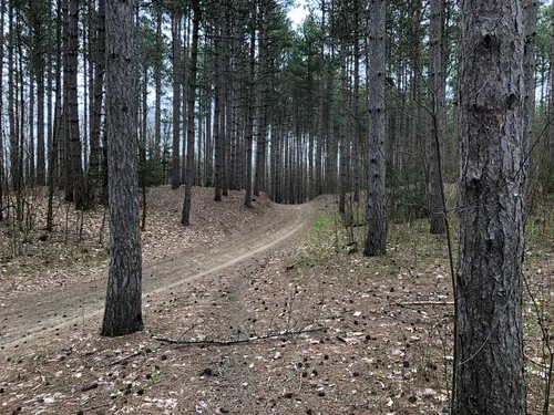 10 Best Short Trails in Limerick Forest (South) | AllTrails