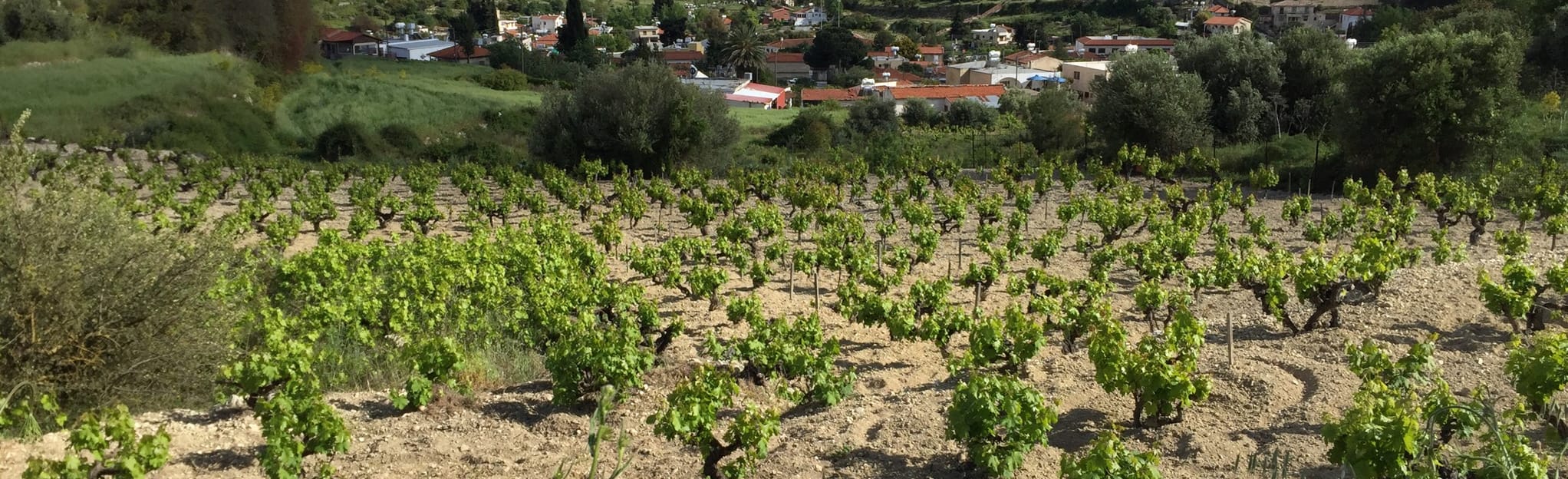 Pachna - Tofoulia Hill Loop, Limassol, Cyprus - 11 Reviews, Map | AllTrails