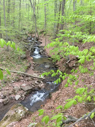 10 Best Hikes and Trails in State Game Lands Number 156 | AllTrails