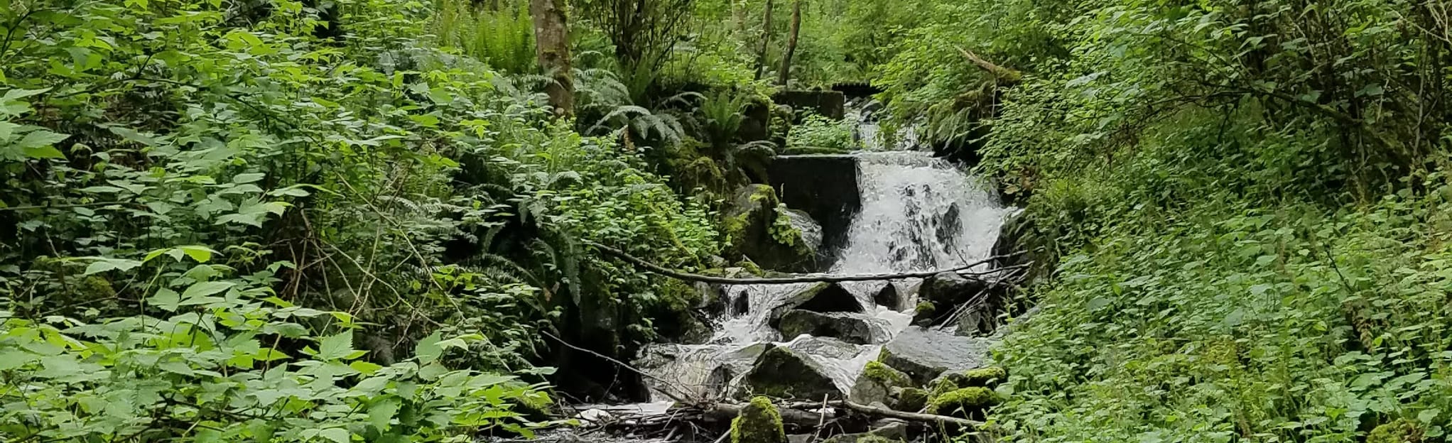 Japanese Gulch, Dueling Cedars, and Mukraker Loop: 163 Reviews, Map ...