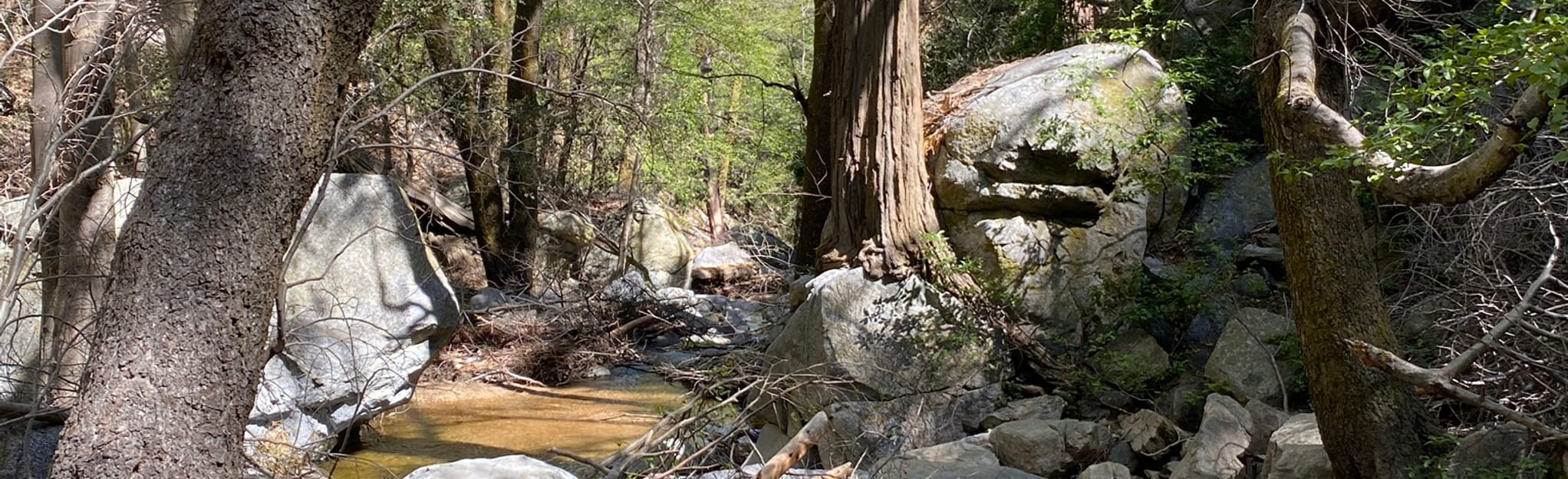 Camp Seely to Cedarpines Park Loop - California | AllTrails