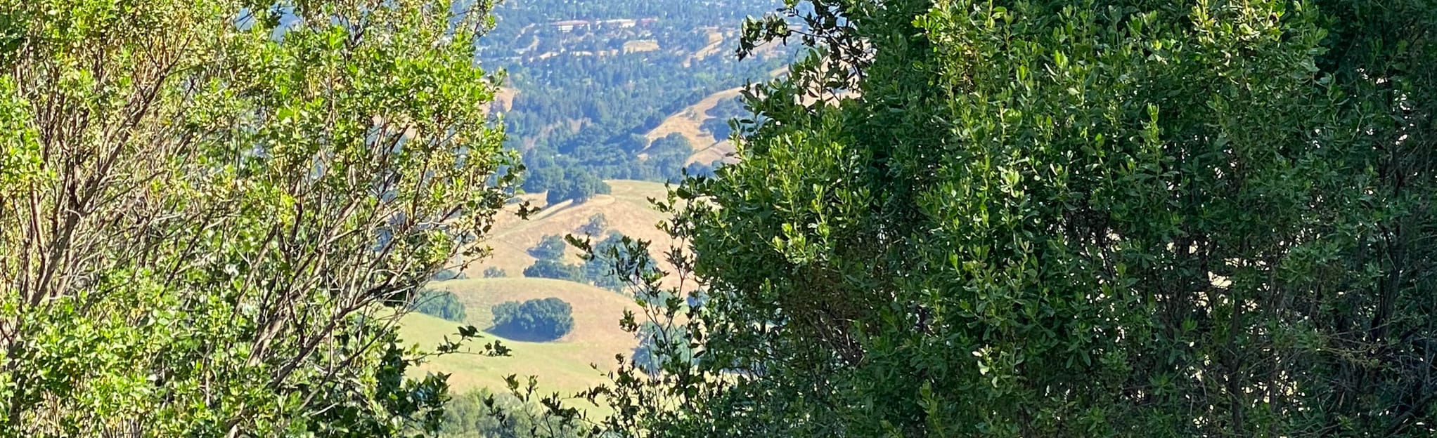 Briones Crest Trail and Valley Loop Trail: 159 Reviews, Map ...