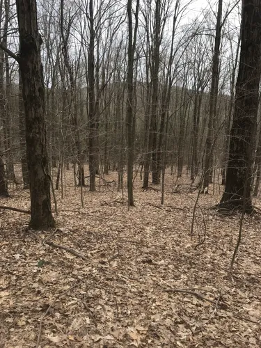 Danby State Forest: de beste routes om te wandelen | AllTrails