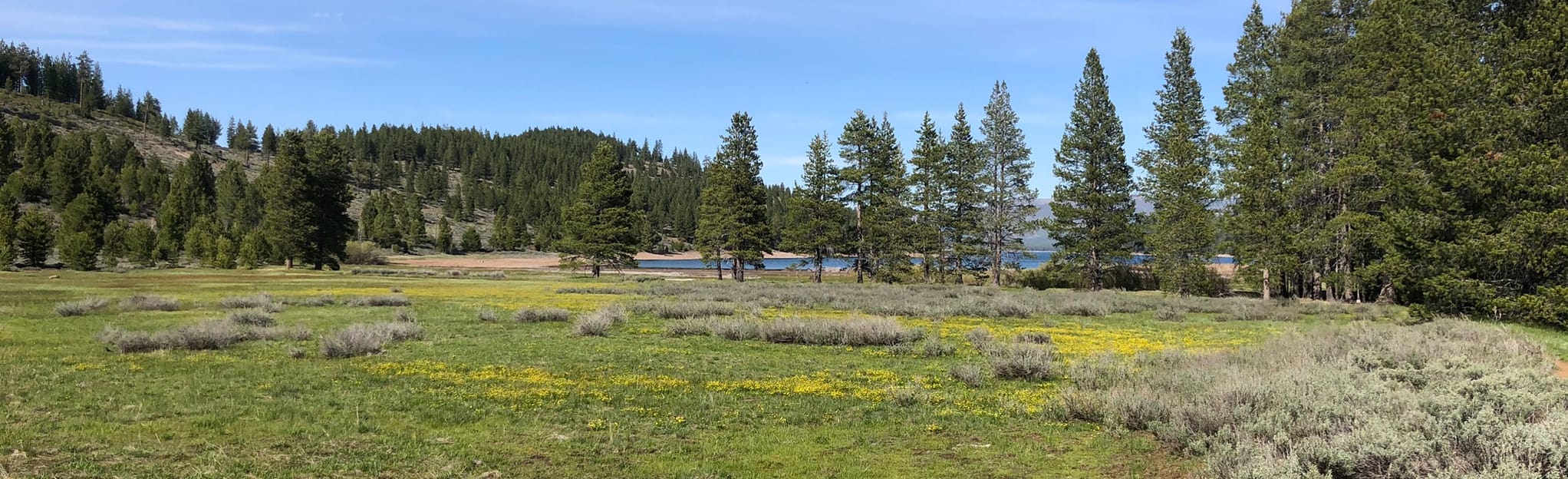 Sagehen Creek Loop, California - 853 Reviews, Map | AllTrails