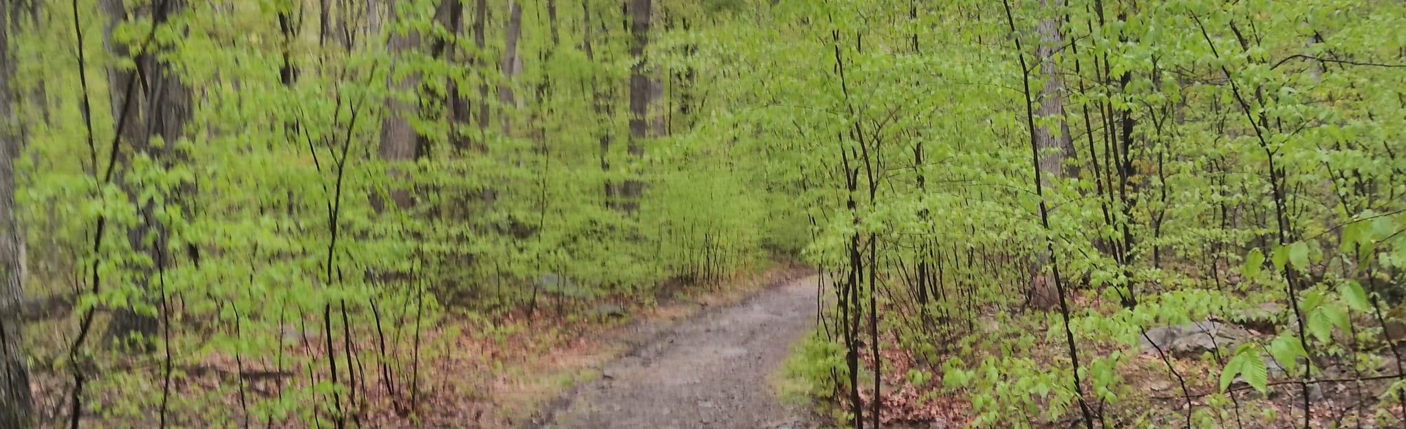 Devil’s Pond Trail: 22 Reviews, Map - West Virginia | AllTrails