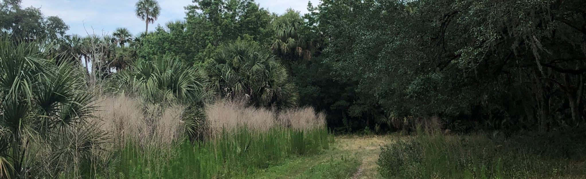 Lake Jesup Conservation Area: Yellow Trail: 34 Reviews, Map - Florida ...