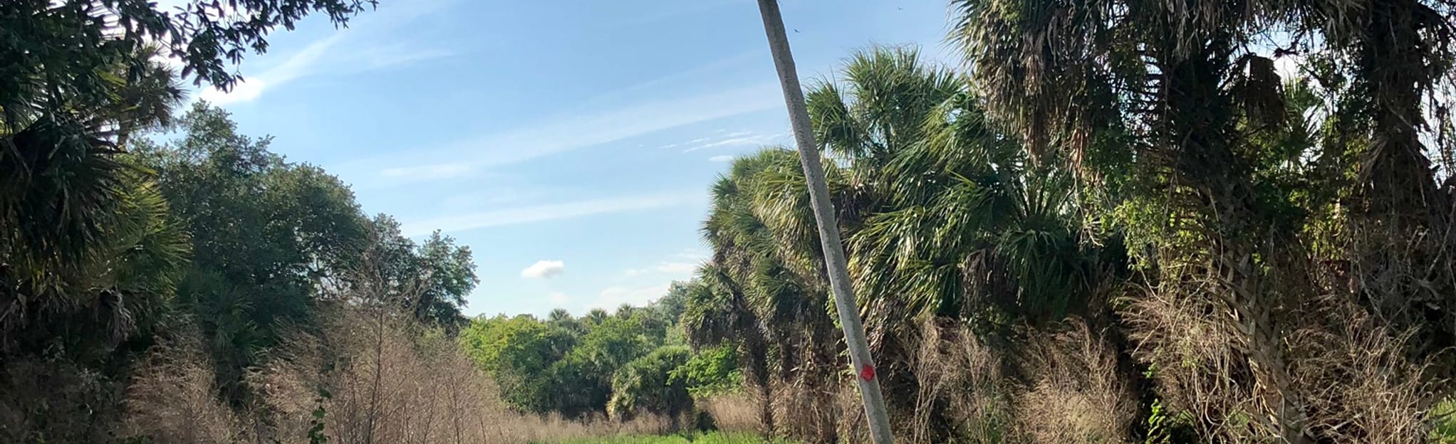 Lake Jesup Conservation Area: Red Trail: 53 Reviews, Map - Florida ...