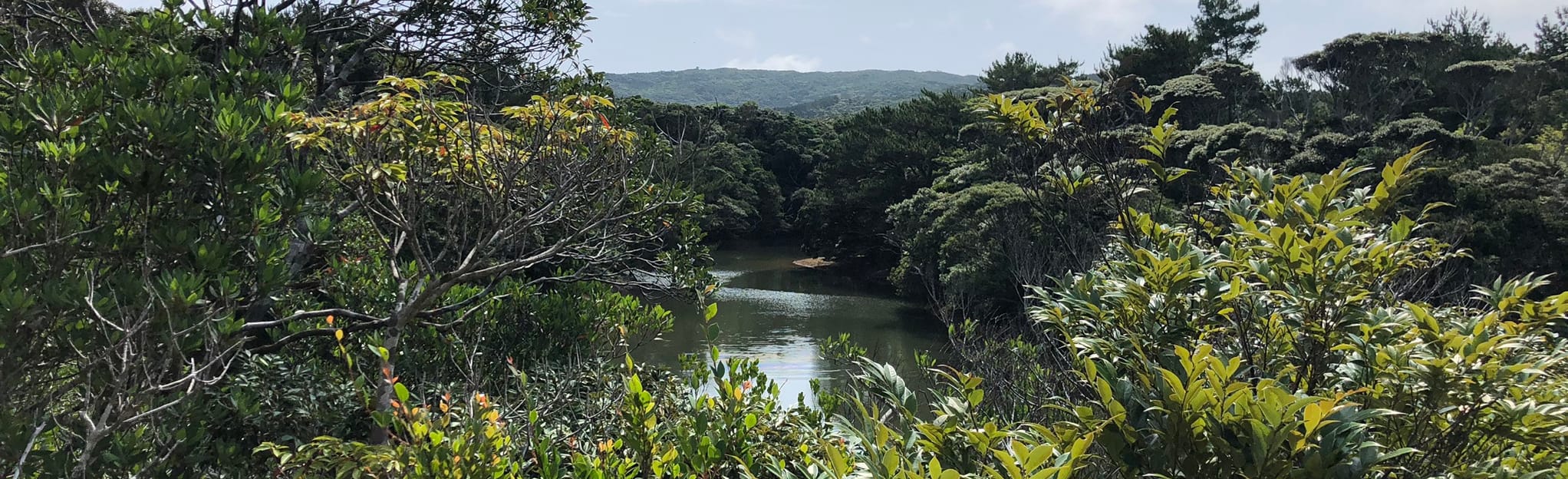 Kunigami Forest Park - Mount Yonaha: 9 Reviews, Map - Okinawa, Japan ...