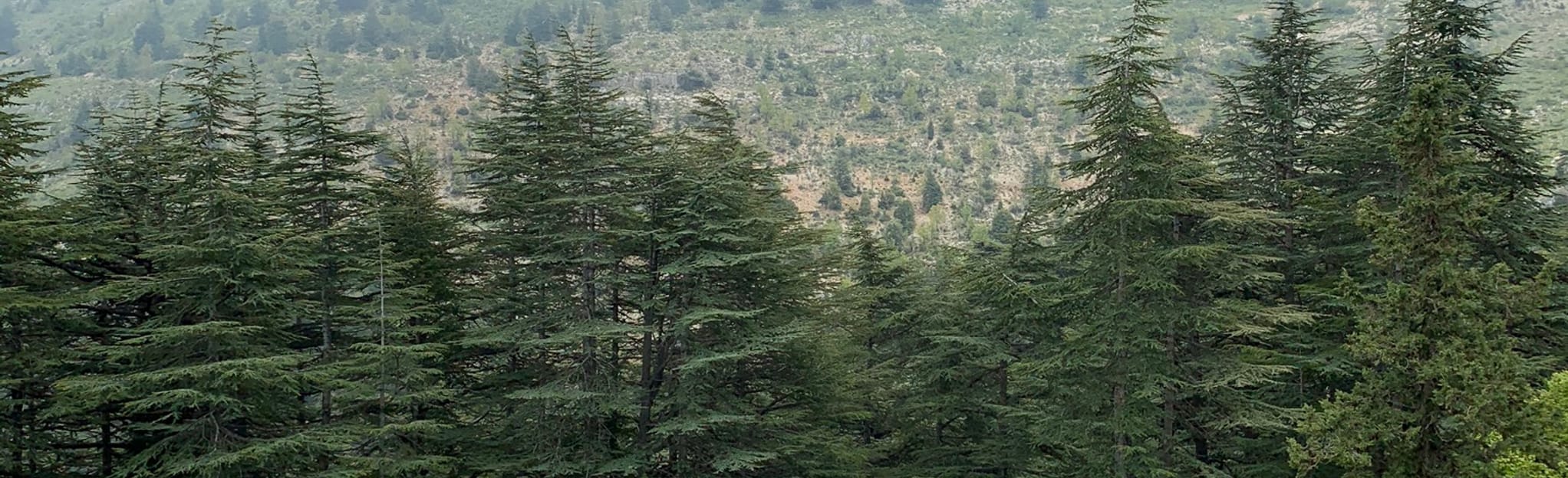 Horsh Ehden Nature Reserve - North, Lebanon | AllTrails