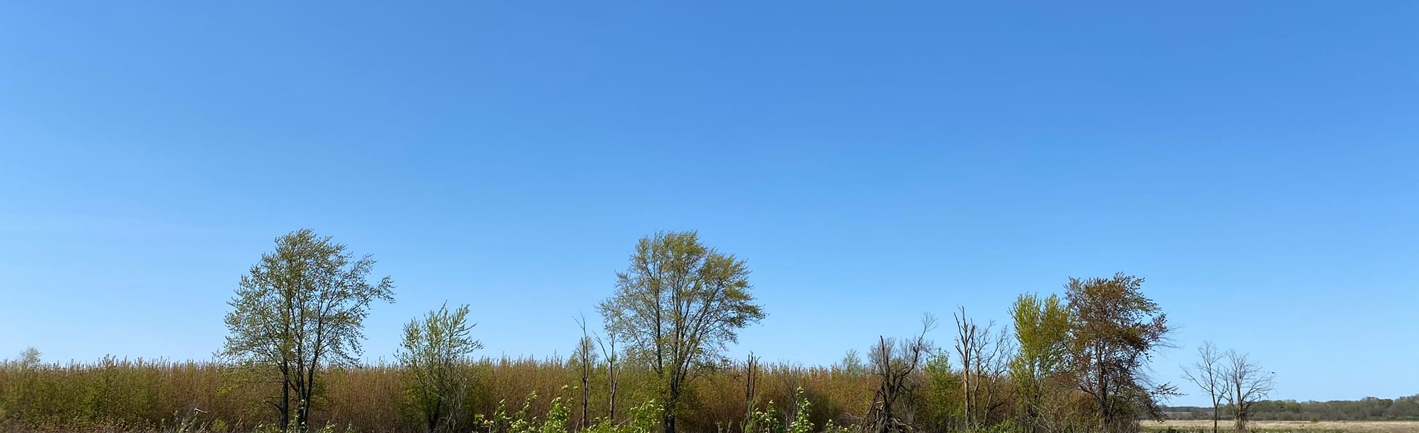 Midewin- Henslow Trail: 118 Reviews, Map - Illinois | AllTrails