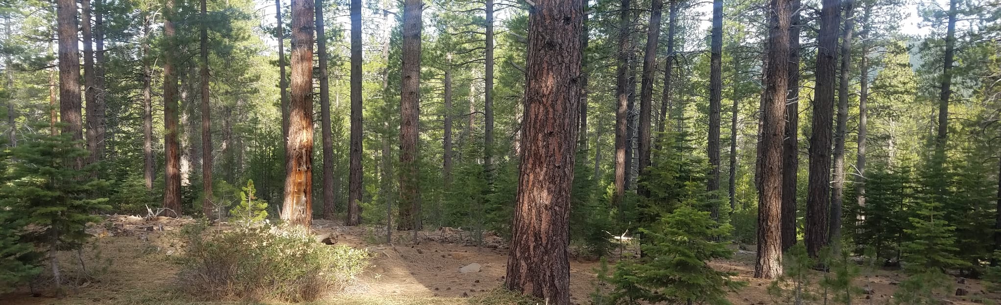 Lower Prosser Traverse, Drunken Deer and Tom's Trail Loop | Map, Guide ...