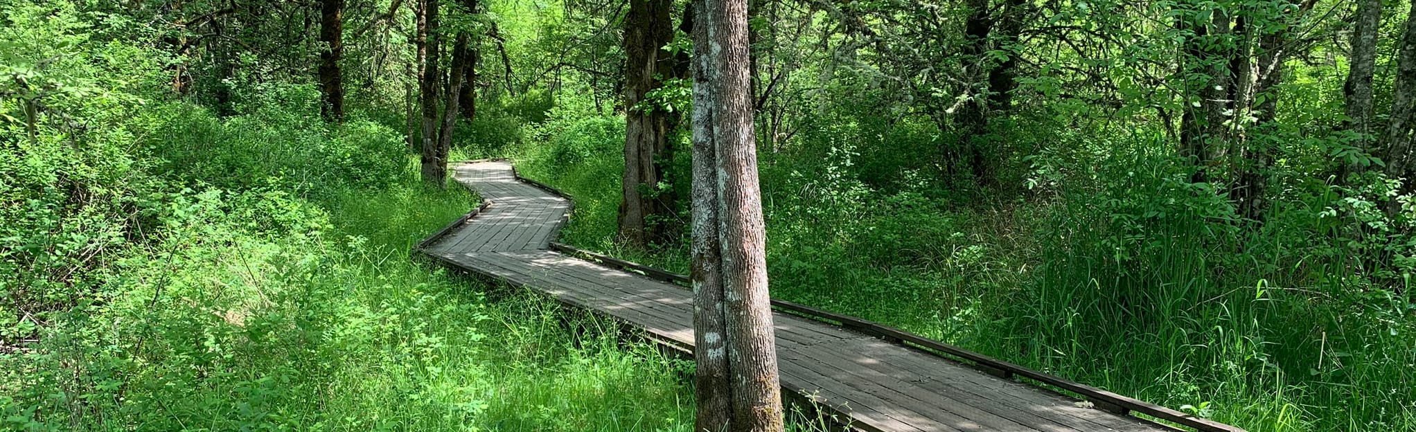 Jackson Fraiser Wetland Hike: 575 Reviews, Map - Oregon | AllTrails