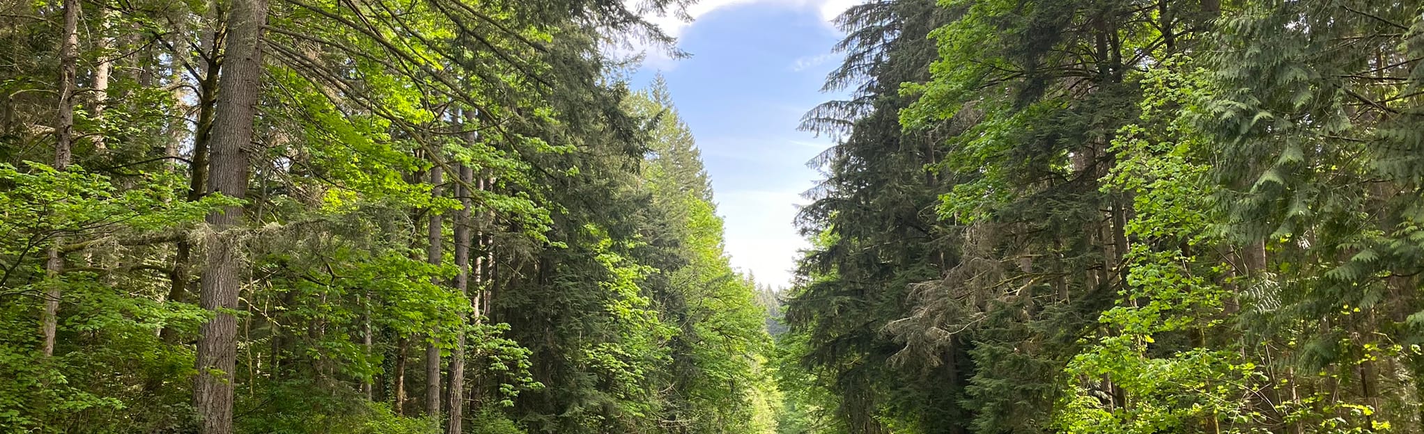 Trillium Trail and Siler's Mill Trail, Washington - 1,138 Reviews, Map ...