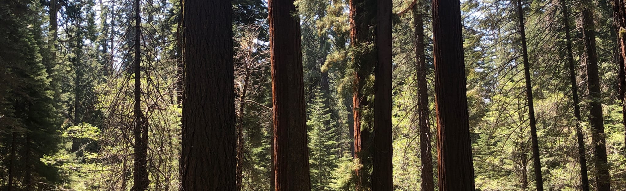 Big Trees Nature Trail | Map, Guide - California | AllTrails