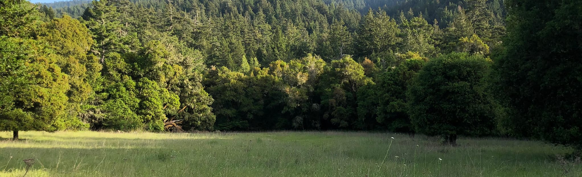 Pomponio Trail, California - 22 Reviews, Map | AllTrails