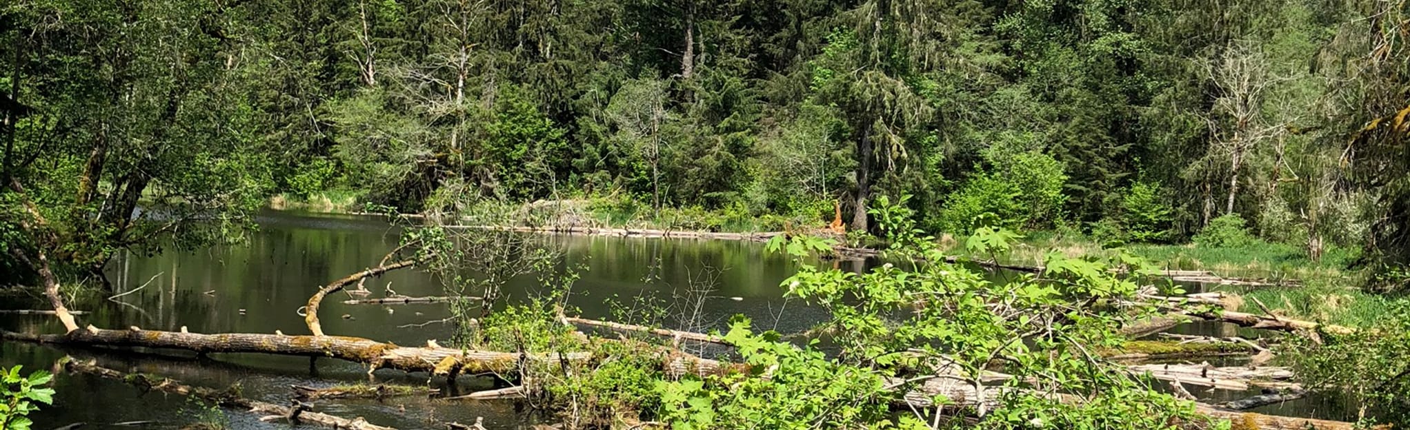 Oxbow Trail, Washington - 510 Reviews, Map | AllTrails