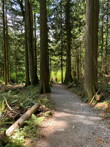 10 Best Mountain Biking Trails in Maple Ridge | AllTrails