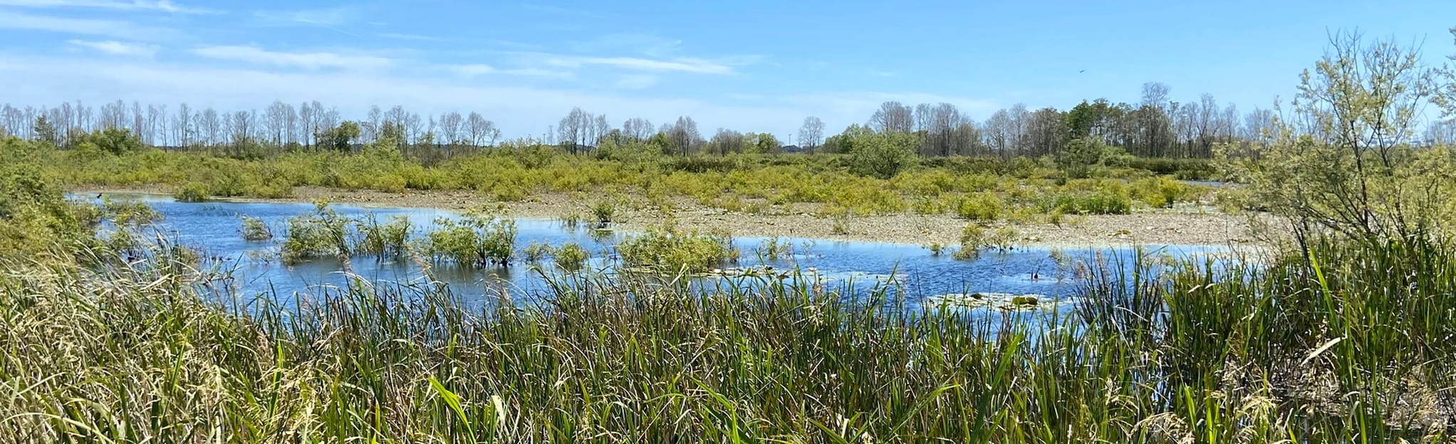Little Back River Trail, South Carolina - 67 Reviews, Map | AllTrails