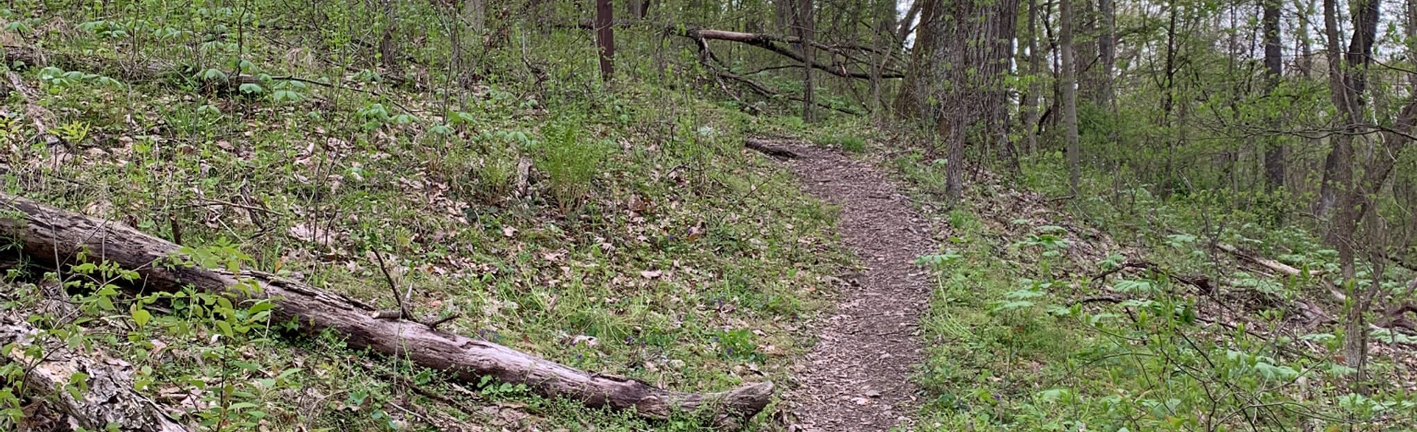 Acorn Park Yellow Trail, Pennsylvania - 18 Reviews, Map | AllTrails