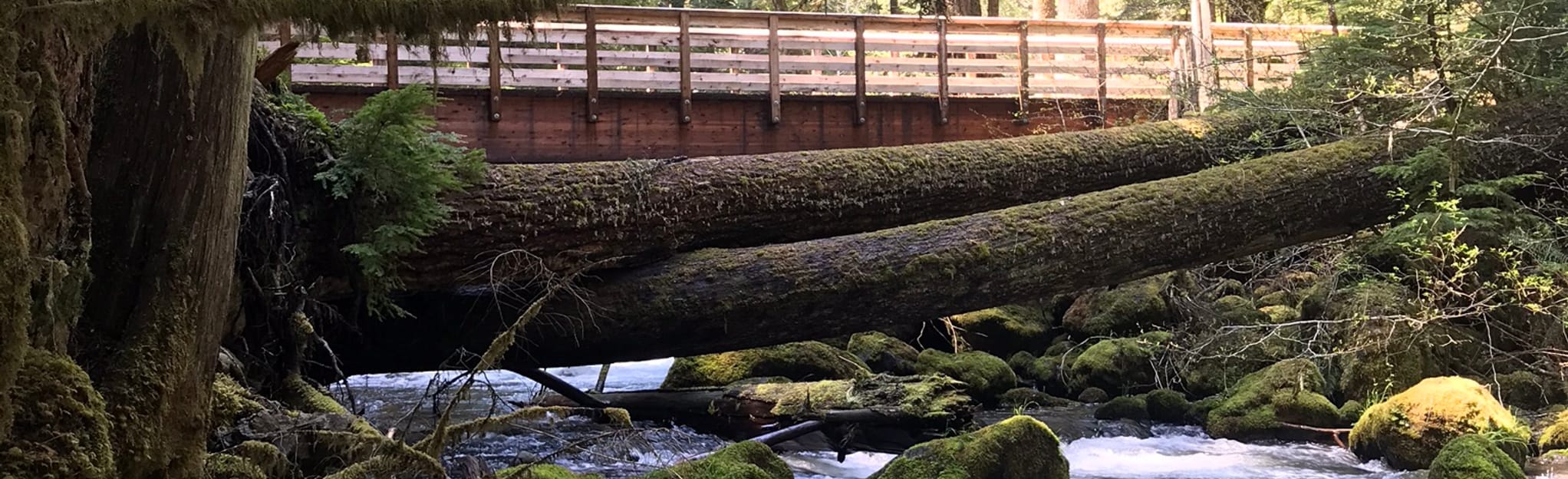 Notch Pass Trail: 159 Reviews, Map - Washington | AllTrails