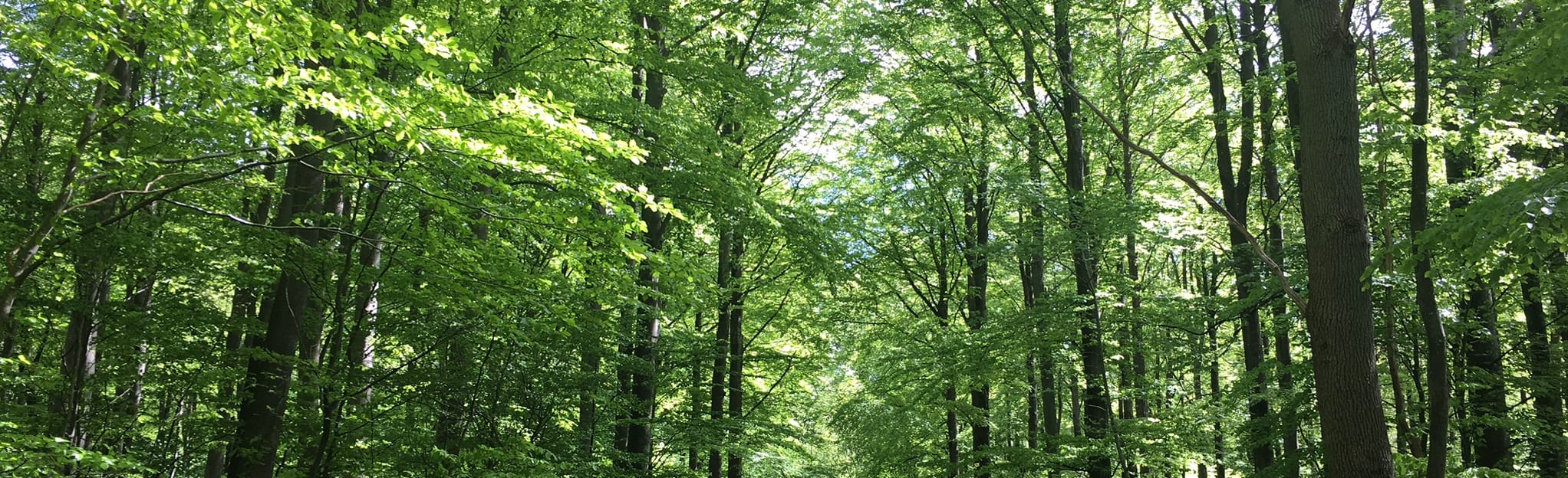 Kastrup Storskov Circular: 71 Reviews, Map - Zealand, Denmark | AllTrails