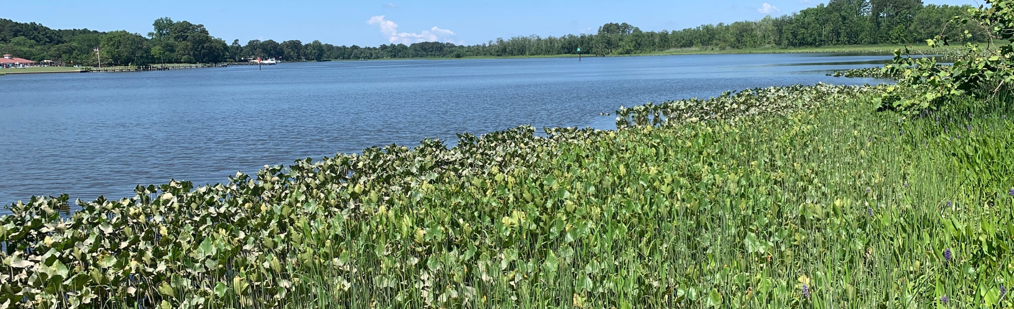 Bell Island Trail to Wetland Walk to Handy Hall Trail: 139 fotos ...