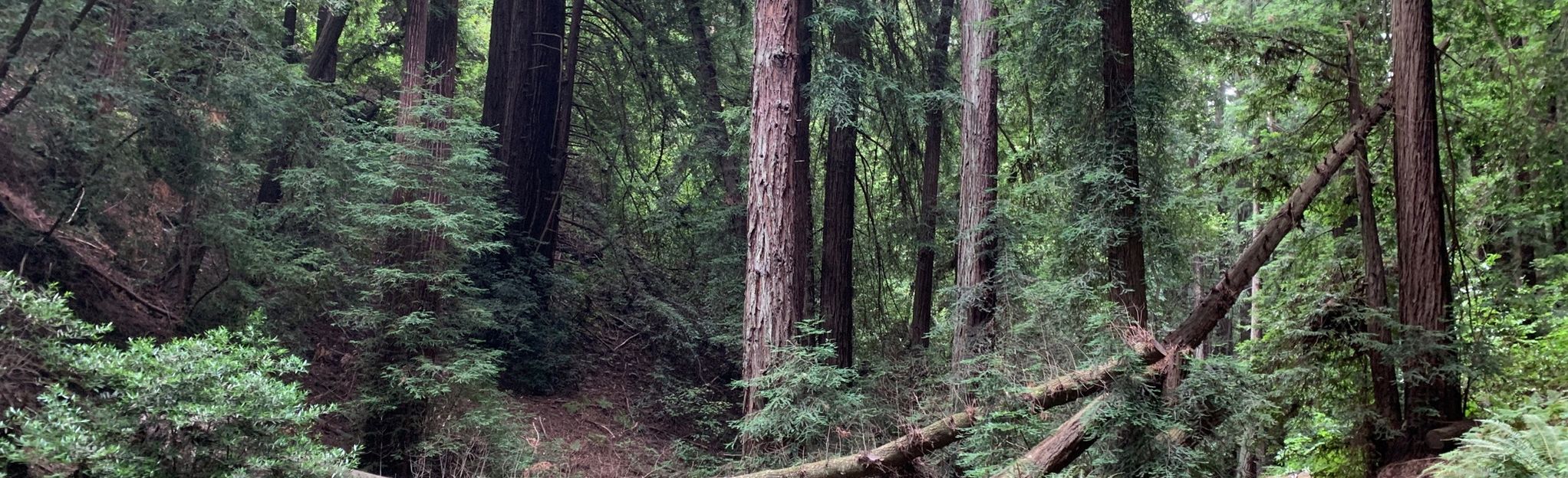 French Trail, Tres Sendas, and Stream Trail Loop | Map, Guide ...