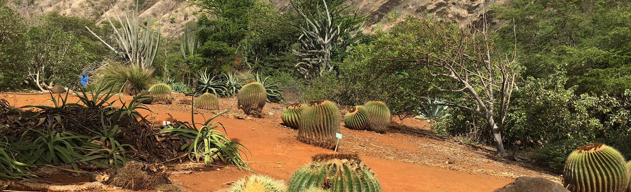Koko Crater Botanic Garden, Oahu, Hawaii - 975 Reviews, Map | AllTrails