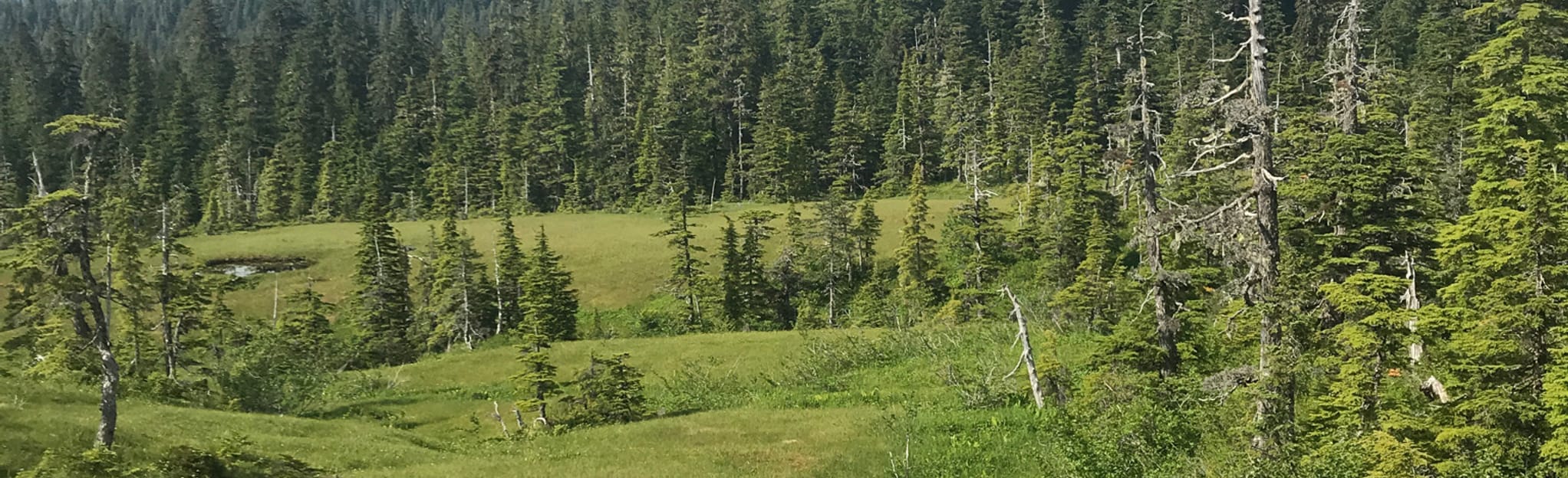 Heney Ridge Trail: 17 Reviews, Map - Alaska | AllTrails