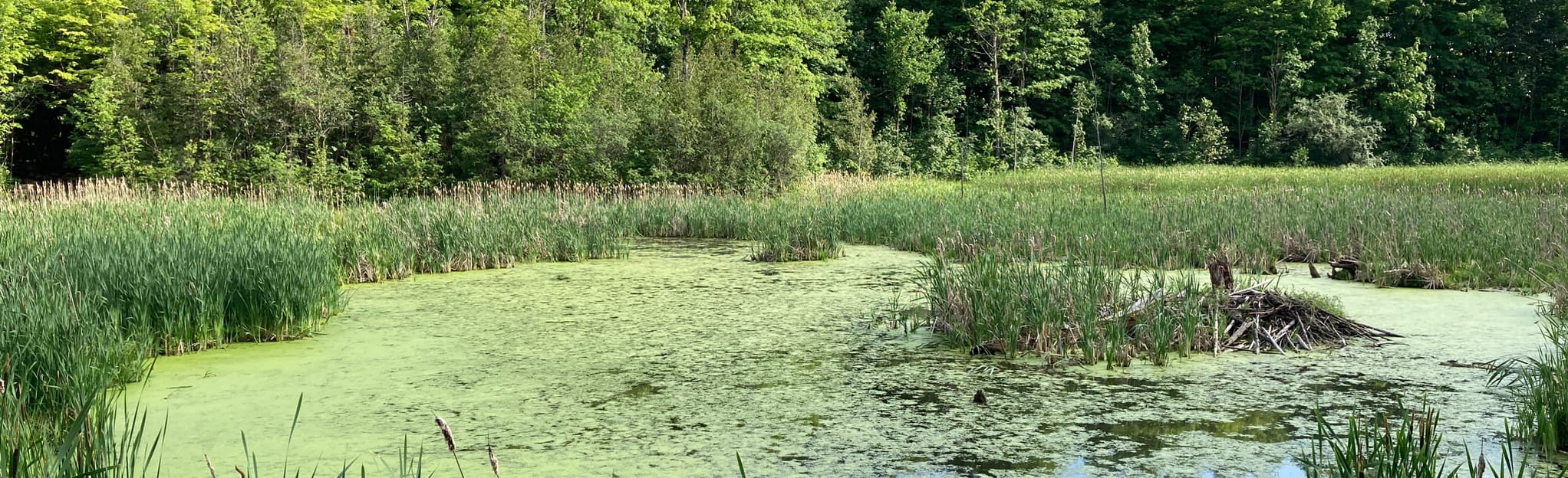 Bihoreau Pond via Bizard Island Nature Park Green Trail: 59 Reviews ...