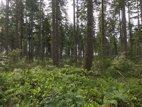 10 Best Trails and Hikes in Gig Harbor | AllTrails