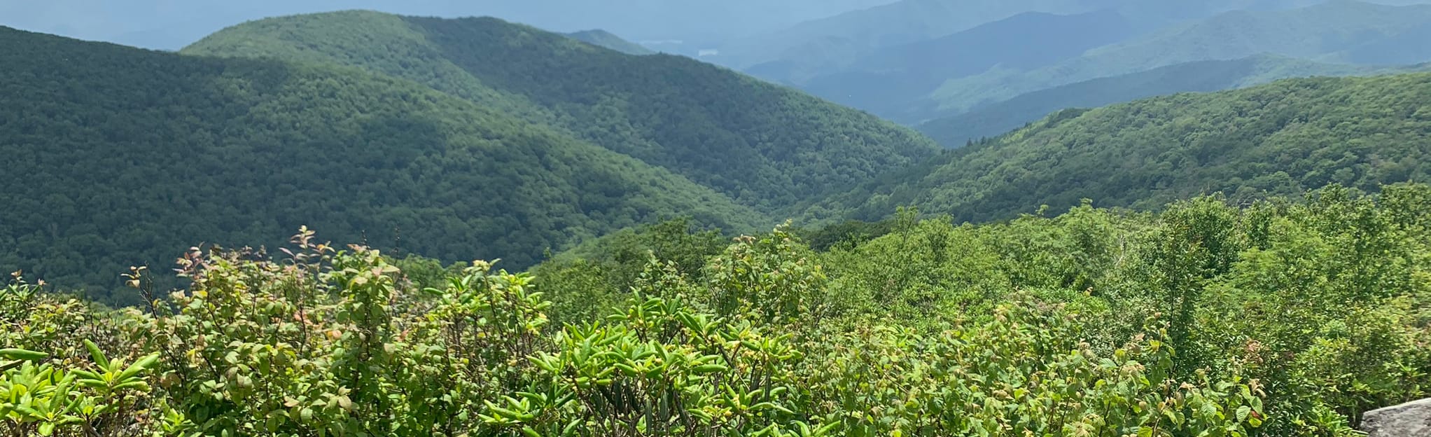 AllTrails | Anthony Creek and Middle Prong Trail: 28 Reviews, Map ...
