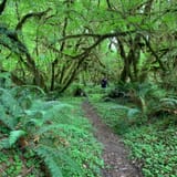 Sam's River Trail, Washington - 85 Reviews, Map | AllTrails