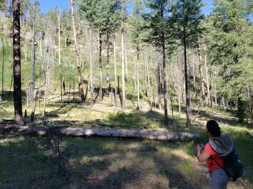 Best Hikes and Trails in Bear Wallow Wilderness | AllTrails