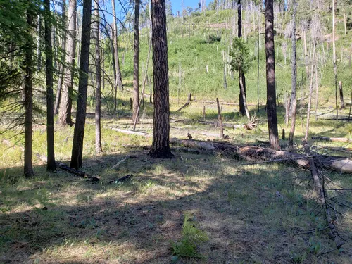 Best Hikes and Trails in Bear Wallow Wilderness | AllTrails