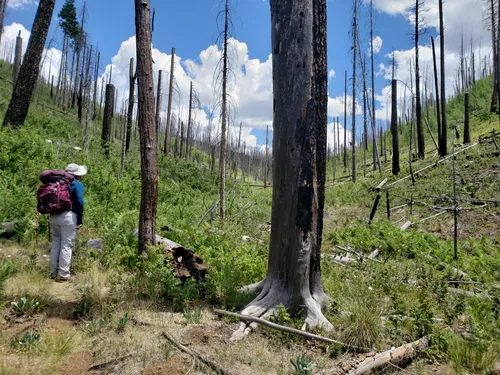 Best Hikes and Trails in Bear Wallow Wilderness | AllTrails