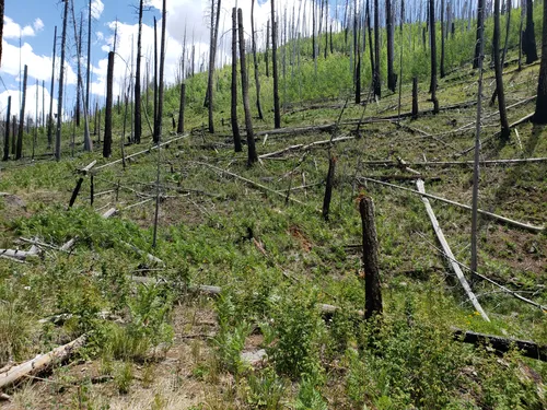 Best Hikes and Trails in Bear Wallow Wilderness | AllTrails