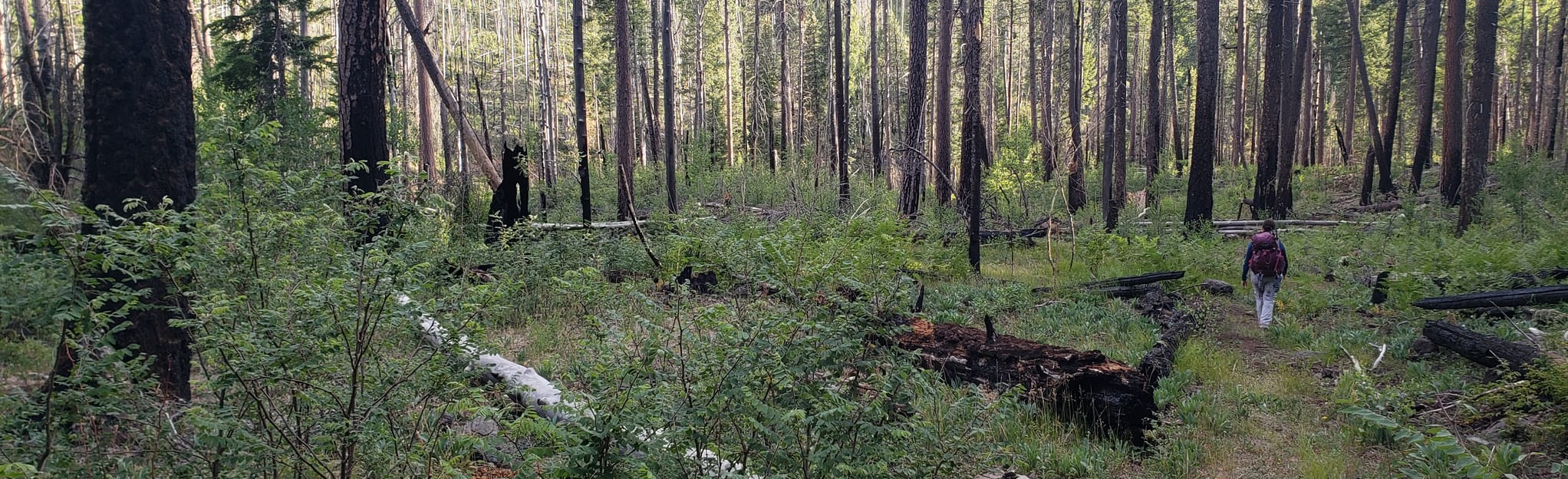 Bear Wallow Trail, Arizona - 17 Reviews, Map | AllTrails