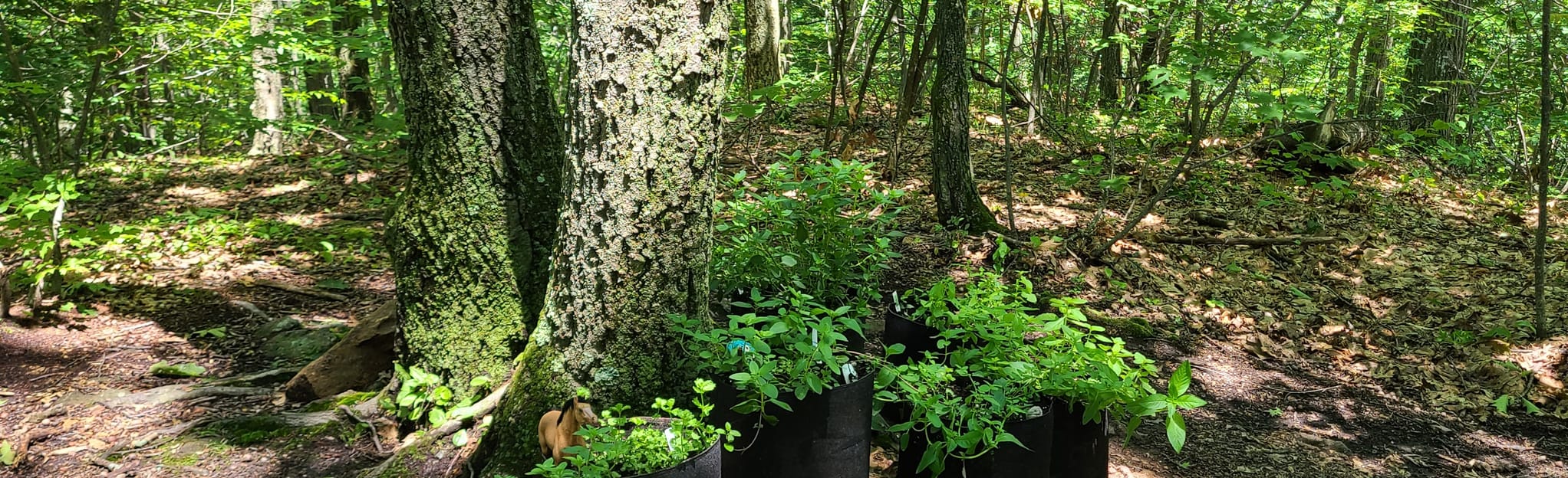 Earl's Trails and Glenna Bell Trail, Massachusetts - 146 Reviews, Map ...