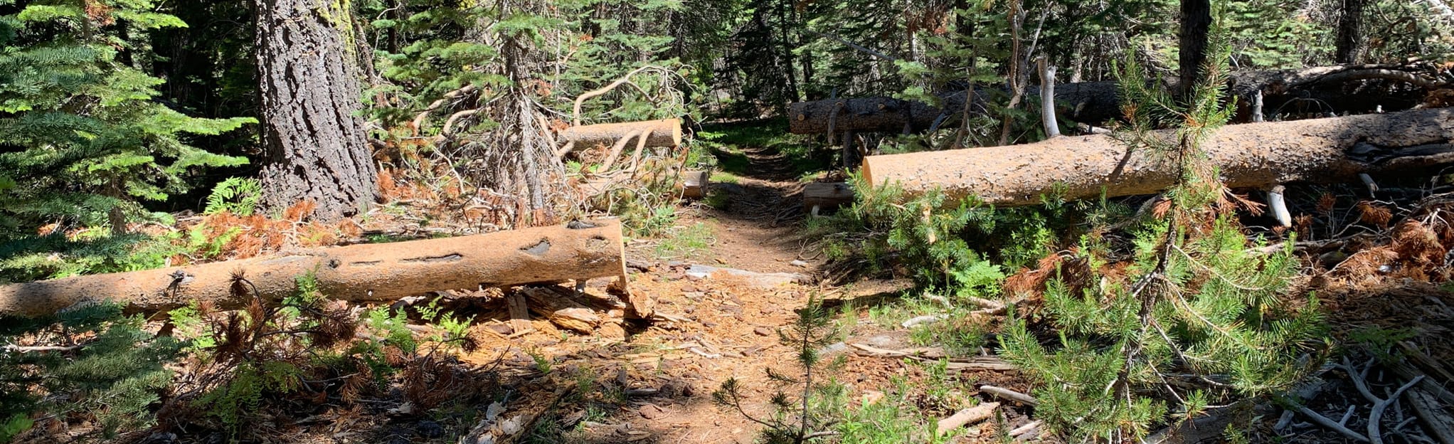 B-17C Crash Site Trail: 103 Reviews, Map - California | AllTrails