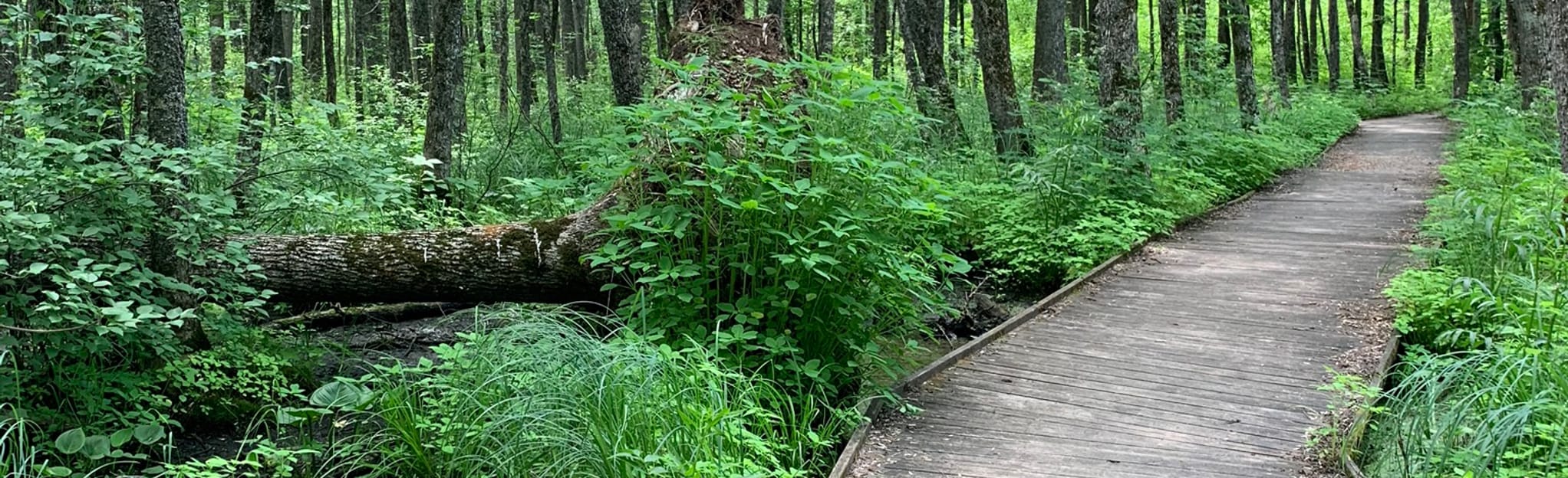 Mickey Elverum Bog Walk, Minnesota - 27 Reviews, Map | AllTrails