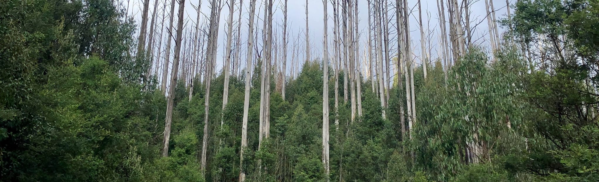 Lady Talbot Drive, Victoria, Australia - 1 Reviews, Map | AllTrails