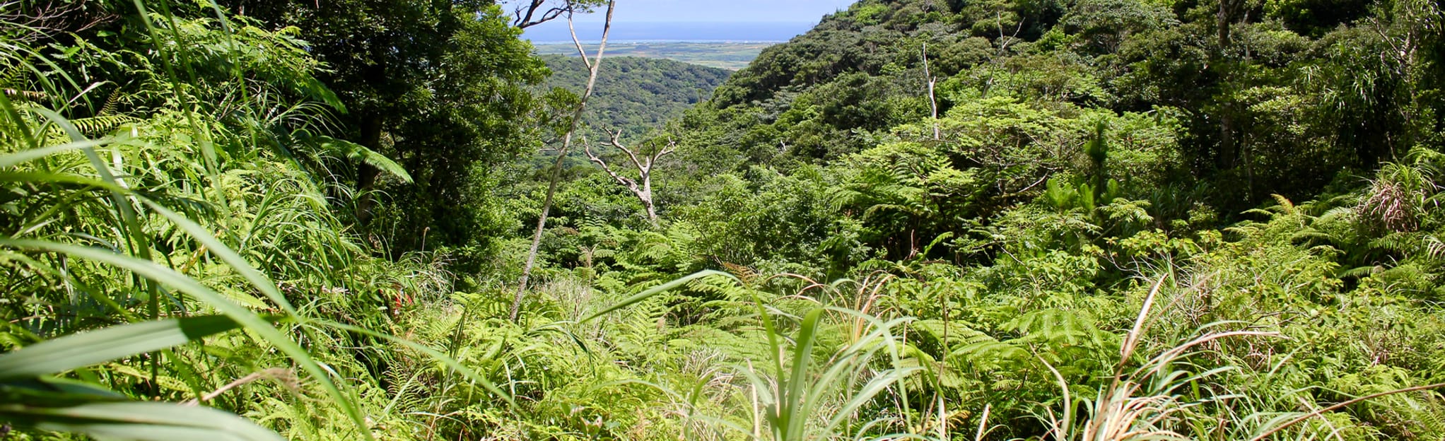 Mount Omoto: 6 Reviews, Map - Okinawa, Japan | AllTrails