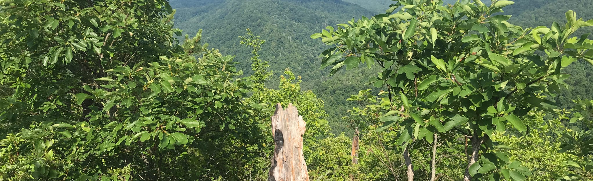 Whitehouse Cliffs, Tennessee - 399 Reviews, Map | AllTrails