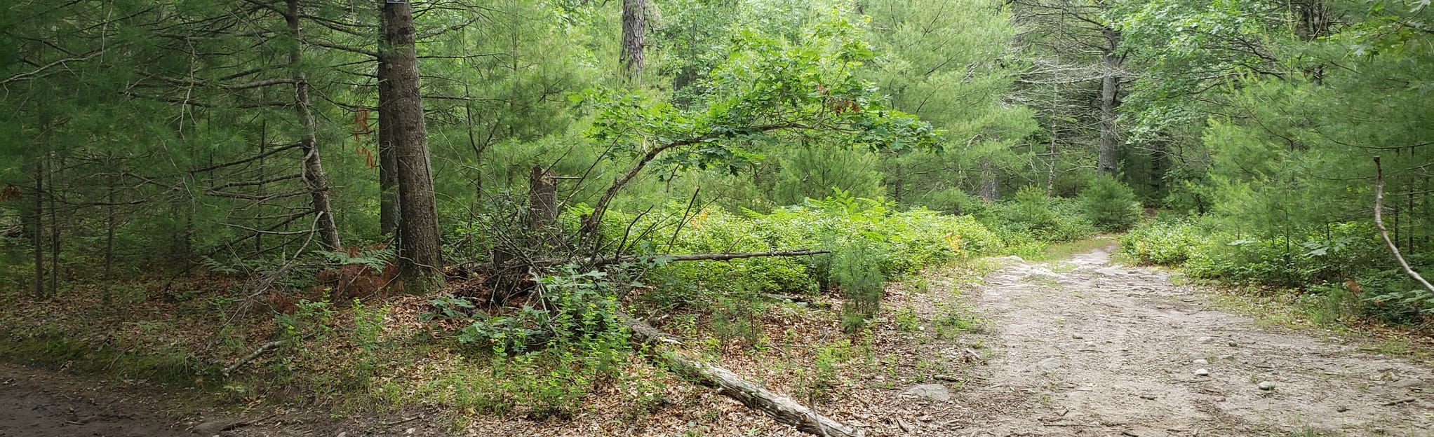 Pine Tree, Cedar Swamp Rd, and Town Line Trail Loop, Massachusetts - 31 ...