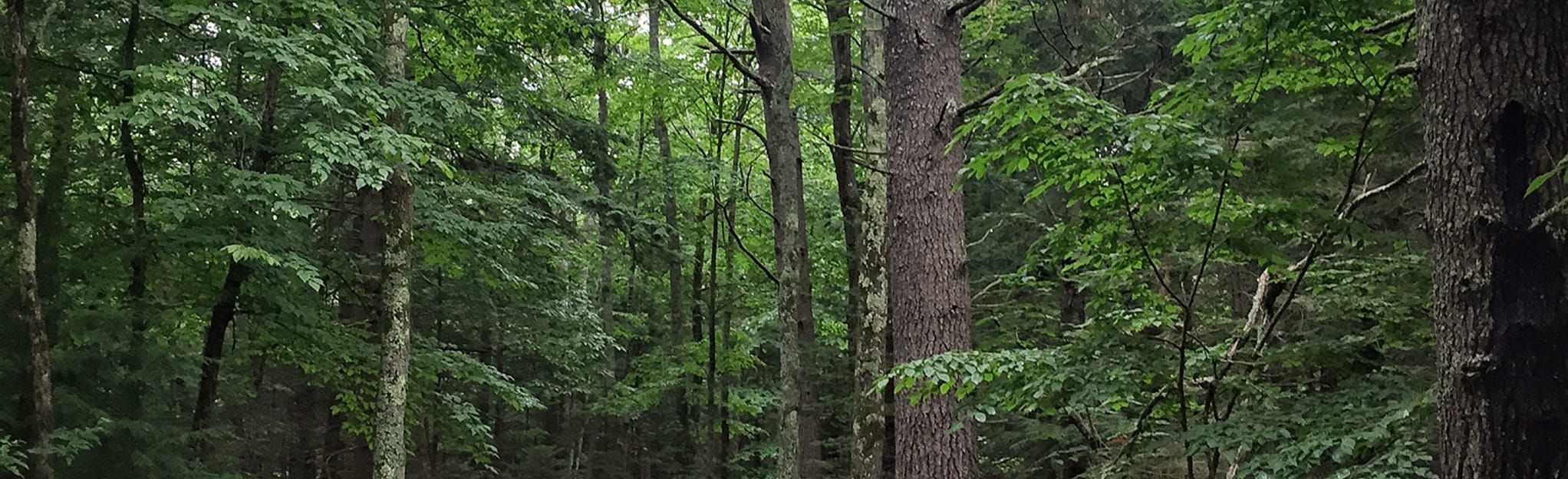 Twin Brook Recreation Area Loop, Maine - 139 Reviews, Map | AllTrails