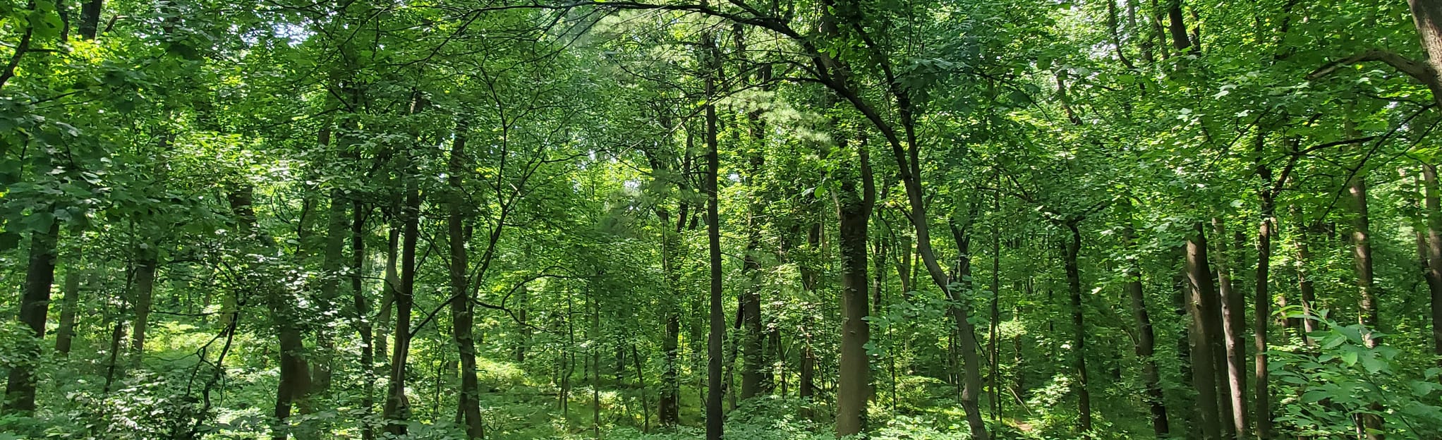 Rockburn and Three Sisters Trail Loop, Maryland - 443 Reviews, Map ...