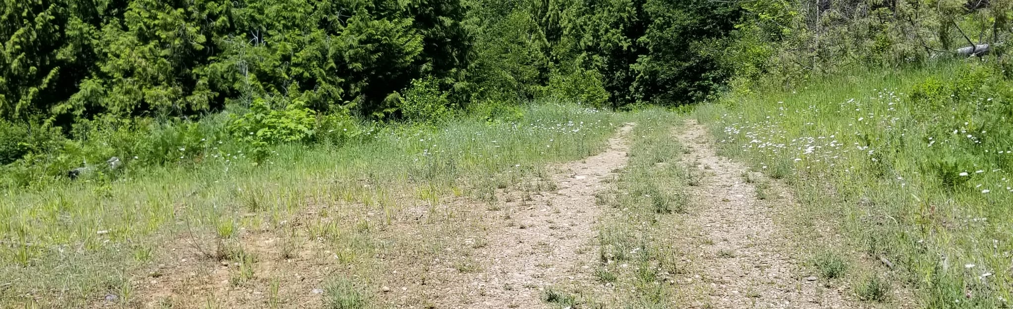 Rathdrum Mountain Trail, Idaho - 245 Reviews, Map | AllTrails